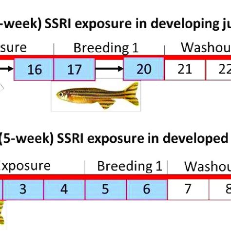 treatment paradigms a long term exposure testing from 5 to 170 days