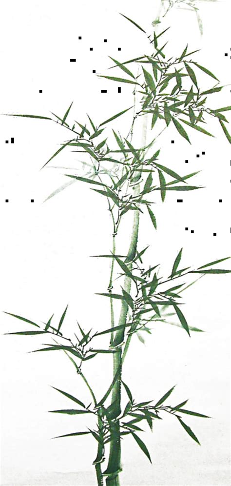 中国风水墨竹子图片古风竹叶竹林水彩手绘插画png免扣 Ps设计素材 花瓣网