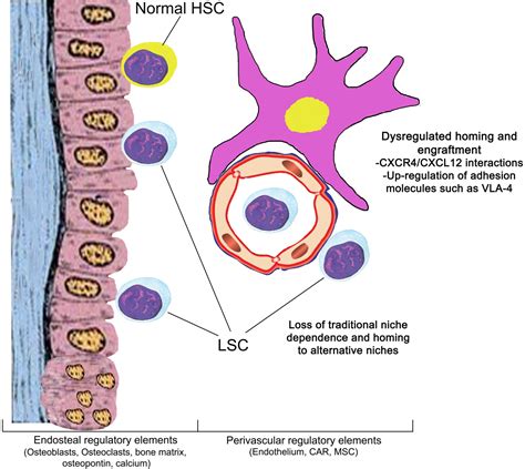 Hematopoietic Stem Cell Niche Role In Normal And Malignant