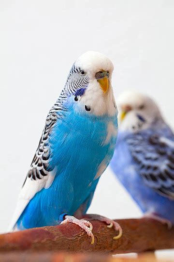 Cute Budgerigar Background Images Hd Pictures And Wallpaper For Free