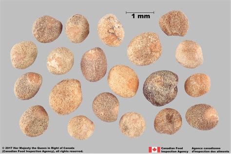 Cuscuta L Spp Idseed