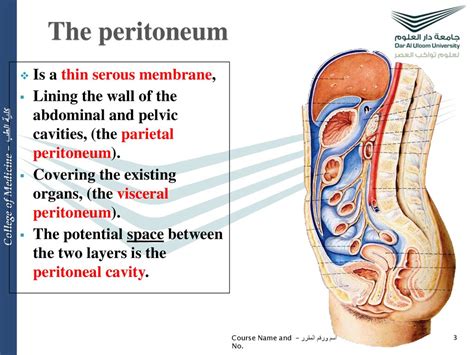 Peritoneum Anatomy Ppt