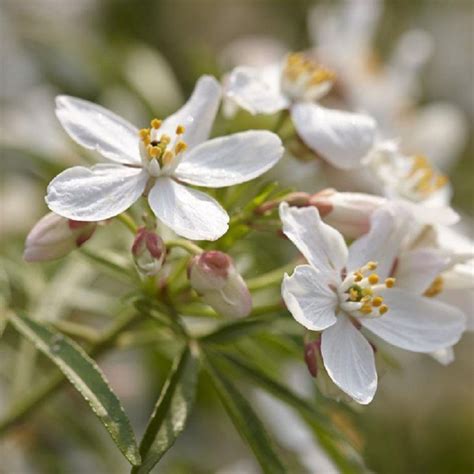 Choisya Aztec Pearl Mexican Orange Blossom