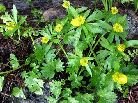 Ranunculus Leaves