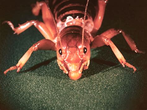 Jerusalem Cricket