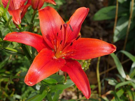 The Different Types Of Flowers Popular In The World