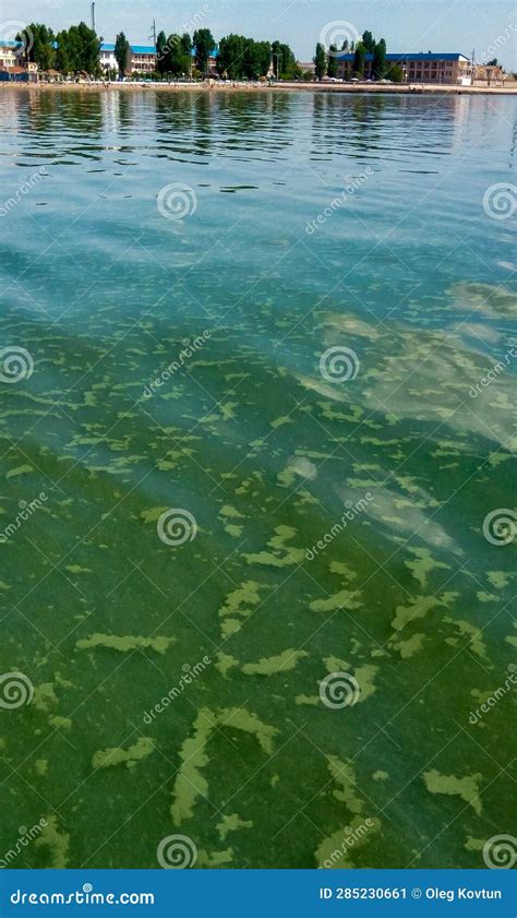 Algae Float On The Surface Of The Water In The Black Sea A Toxic Blue