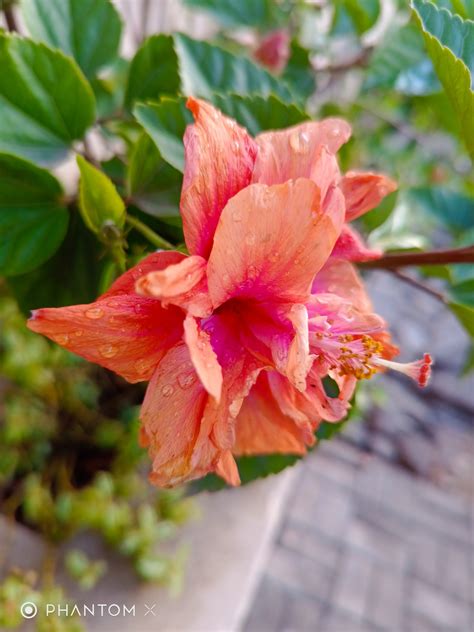 Tecno Phantom X Camera Review A Different Quest