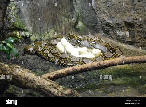 The Reticulated Python Lies Around Its Eggs Python Is One Of The