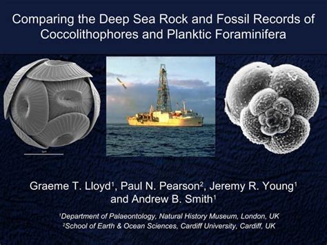 Comparing The Deep Sea Rock And Fossil Records Of Coccolithophores And