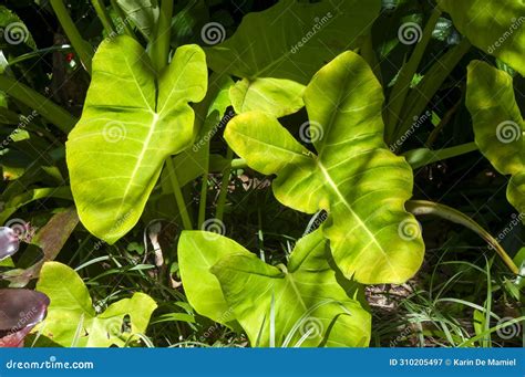 Leaves Of A Xanthosoma Sagittifolium Or Golden Arrowleaf Elephant S Ear