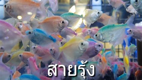 ปลาตู้ตัวเล็กน่าเลี้ยง Youtube