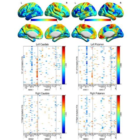 Abide Resting State Functional Connectivity Distribution Of Download Scientific Diagram