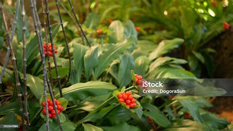 미국 캘리포니아 주 숲속의 붉은 열매 이국적인 열대 정글 열대 우림 식물 분위기 봄 아침 육즙 생생한 녹지 식물 잎 봄요정 정원 나무에 식물의 신선함 0명에 대한 스톡 사진