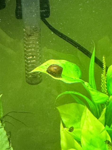 Snail Identification Raquariums