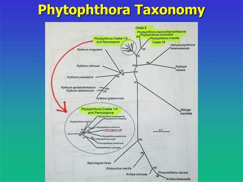 Ppt Phytophthora Diseases Of Trees And Shrubs Powerpoint Presentation