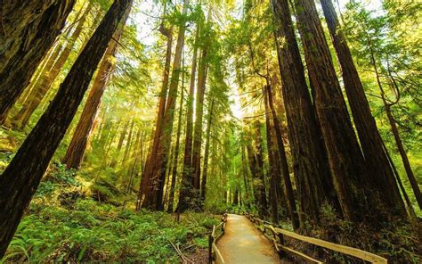 Redwood National Park Wallpapers Top Free Redwood National Park