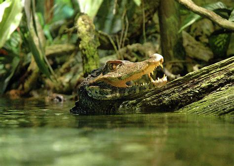 Alligator In Swamp Photograph By Hector Valentin Fine Art America