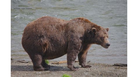 Chunk A 1200 Pound Bear With A Broken Jaw Wins Alaskas Popular Fat