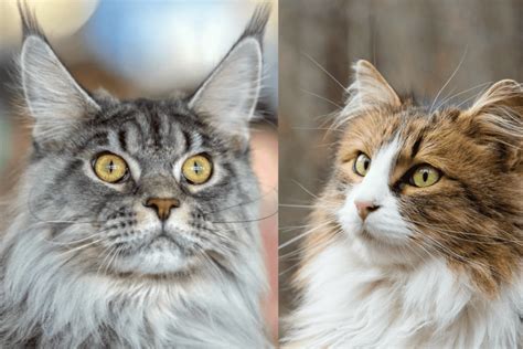 Norwegian Forest Cat Vs Maine Coon Cat Which Is Best Cat Bytes