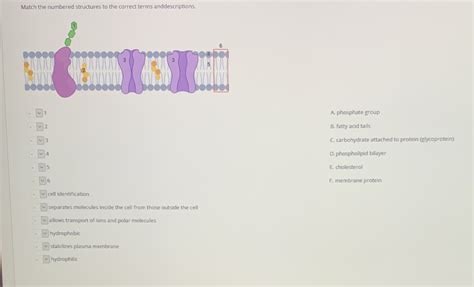 Match The Numbered Structures To The Correct Terms Course Hero