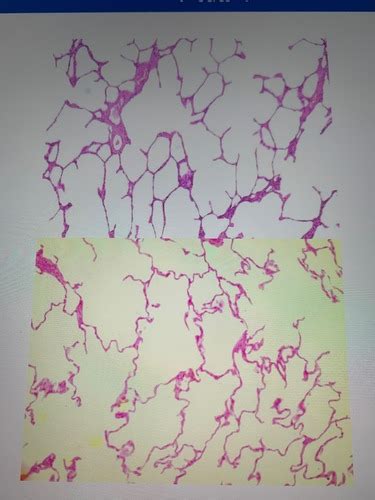 Identifying Tissues Flashcards Quizlet