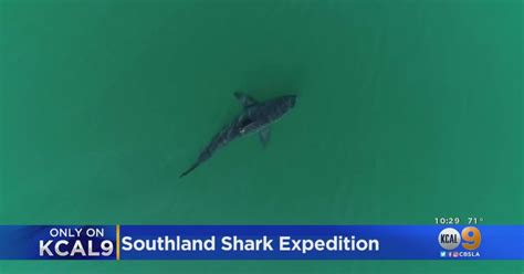 Csulb Shark Lab Tags Record Number Of Sharks Off Socal Coast Cbs Los Angeles