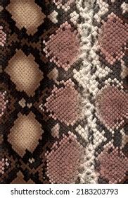 Real Python Images Stock Photos Vectors Shutterstock