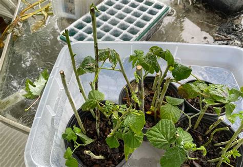5 Easy Ways To Propagate Raspberries In Your Garden