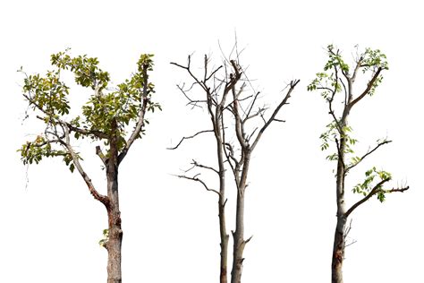 Collection Trees Without Leaves Isolated On Transparent Background PNG File PNG