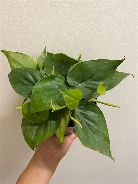 Philodendron Cordatum Heart Leaf Philodendron Wildehaus
