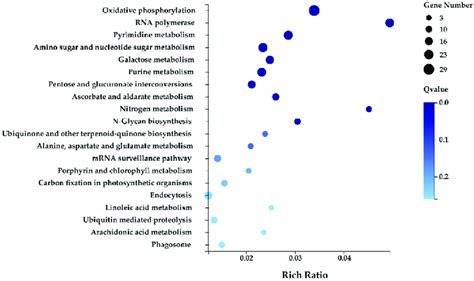 The Kegg Annotation Of Target Genes Download Scientific Diagram