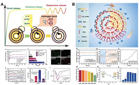 A Schematic Illustration Of The Spatially Dependent Drug Release By Download Scientific