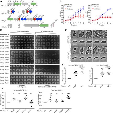Antibacterial T6ss Effectors With A Vrr Nuc Domain Are Structure Specific Nucleases Elife