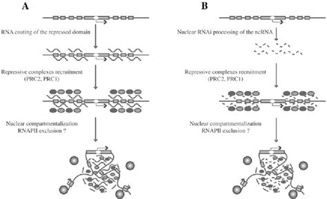Figure 3 From The Role Of Long Non Coding Rnas In Chromatin Structure And Gene Regulation