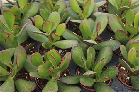 Crassula Ovata ‘compacta Hortech Inc