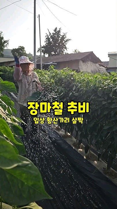 고추밭 관리 장마철 추비 입상 황산가리 헛골에 살짝 Shorts 괴산청결고추 자연과함께하는청정괴산 Youtube