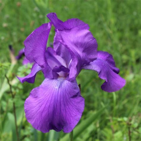 Bearded Iris Feedback Rebloomer Firefly Farm And Mercantile