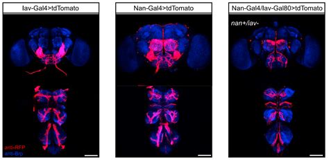 清华 Idg 麦戈文脑科学研究院