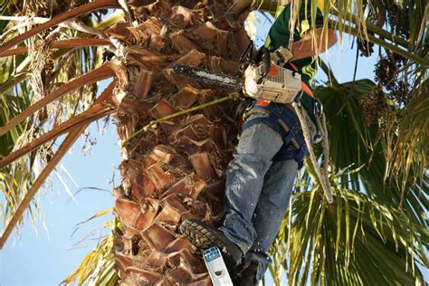 How To Trim A Palm Tree In Simple Steps LawnKing Gardens Instant Lawn Tree Felling