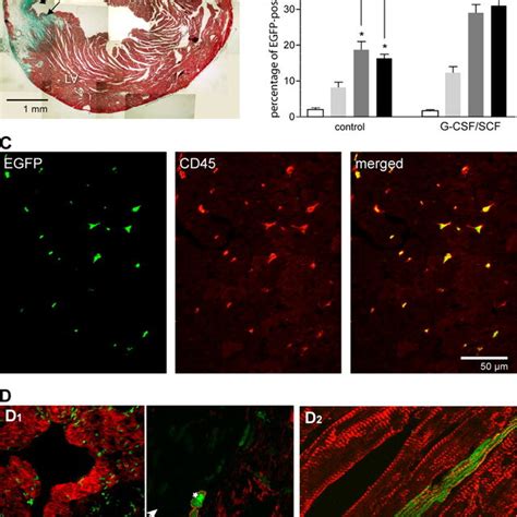 G Csf Gcsfr Expression In The Myocardium A G Csfr Expression 1 D 1 Download Scientific