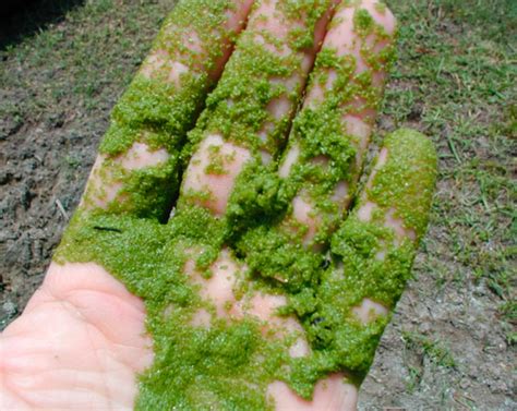 Cellulosicethanolfuel