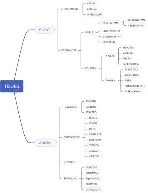Plant Tissue Concept Map Understand More Easily Visually