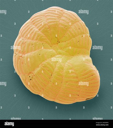 Foraminiferan Coloured Scanning Electron Micrograph Sem Of A Foraminiferan Microfossil From