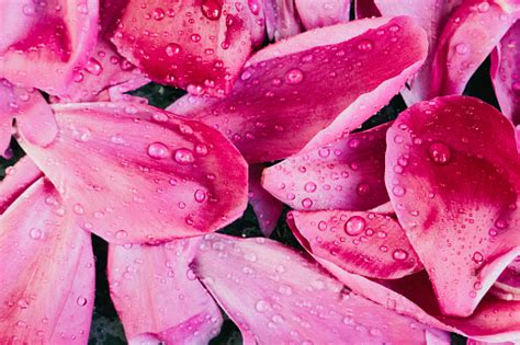 물방울이 있는 분홍색 꽃잎 클로즈업 이슬이 맺힌 꽃잎 핑크 꽃 배경입니다 자연의 아름다움 자연 배경입니다 사랑과 로맨스 개념 꽃