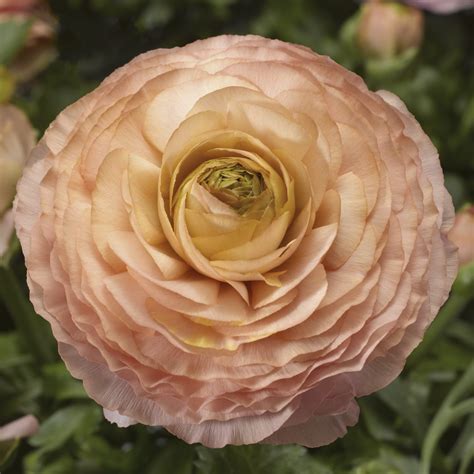 Peach Ranunculus