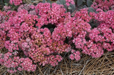 Sunsparkler® Dazzleberry Sedum Sedum Dazzleberry In Inver Grove
