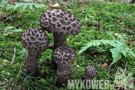 Strobilomyces Strobilaceus šiškovec černý Mykoweb