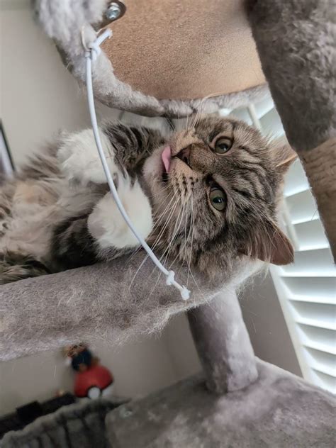 Blep Album On Imgur