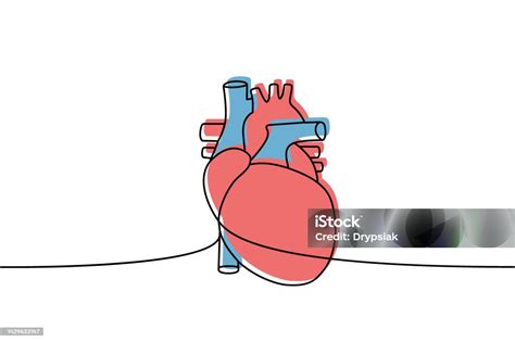 인간의 마음 한 줄 색깔 연속 그림 인간 장기 연속 다채로운 한 줄 그림 벡터 미니멀리스트 선형 일러스트레이션 심장에 대한 스톡